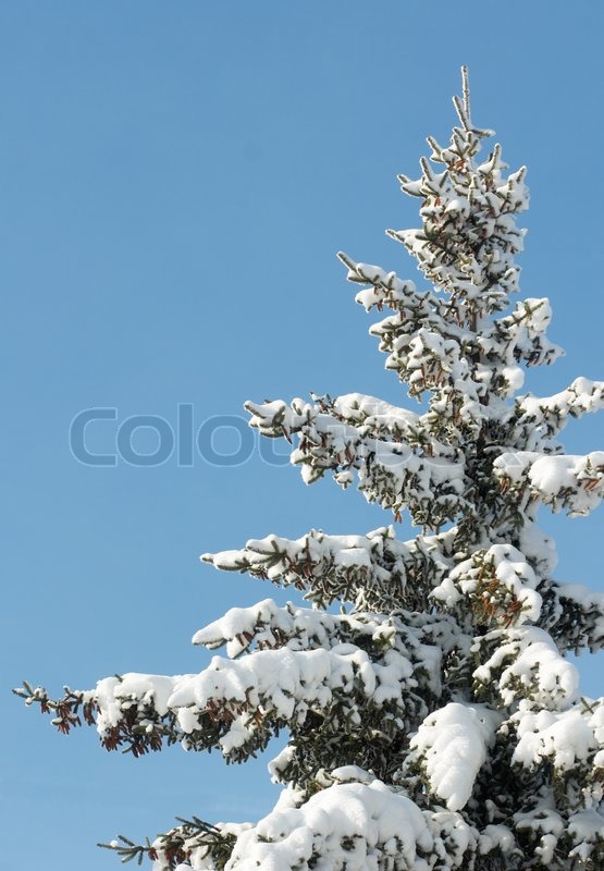 Top of Winter schneebedeckten Tanne mit ... | Stock Bild | Colourbox