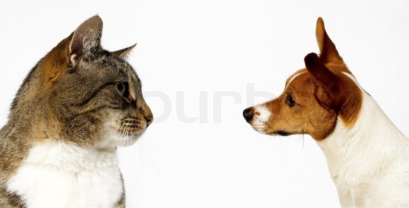 Close-up portrait of a cat and dog | Stock image | Colourbox