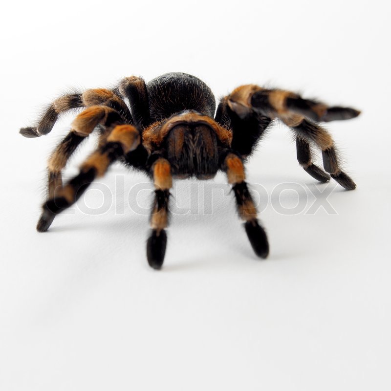 Tarantula spider | Stock image | Colourbox