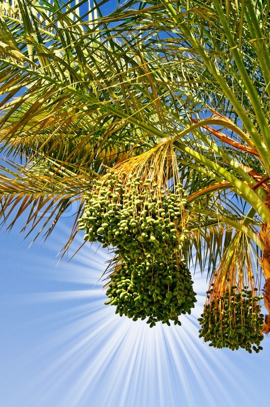 Date palm with bunches of dates | Stock image | Colourbox