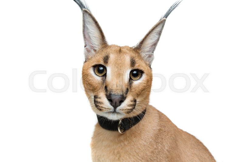 White Caracal