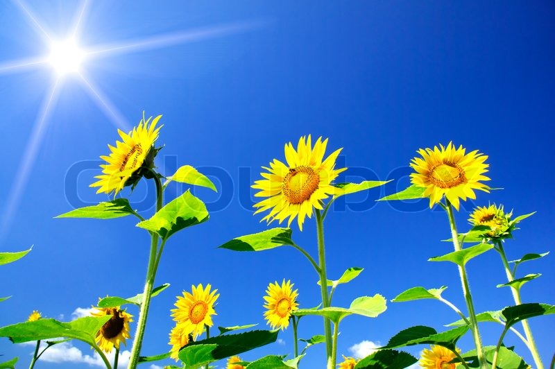Fin solsikker og sjov solen i himlen | Stock foto | Colourbox