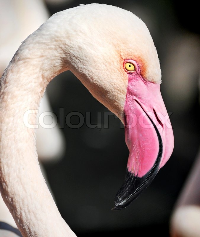 The details - the head and beak ... | Stock image | Colourbox