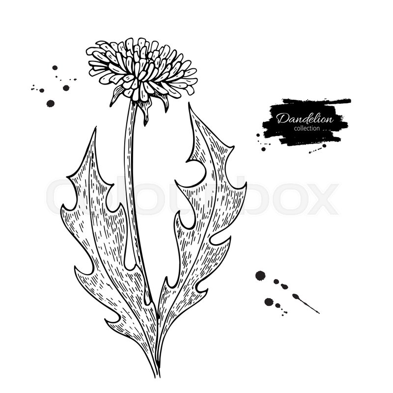 Dandelion Plant Drawing
