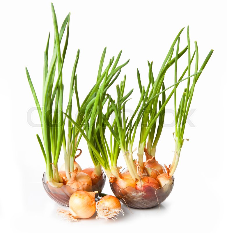 Spring onion isolated on white ... | Stock image | Colourbox