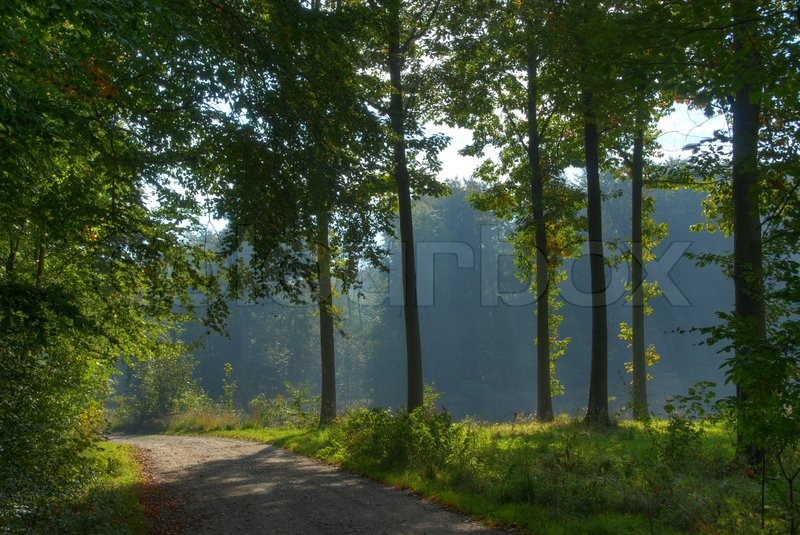 Backlit oaks in front of a forest ... | Stock image | Colourbox
