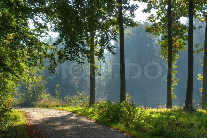 Backlit oaks in front of a forest ... | Stock image | Colourbox