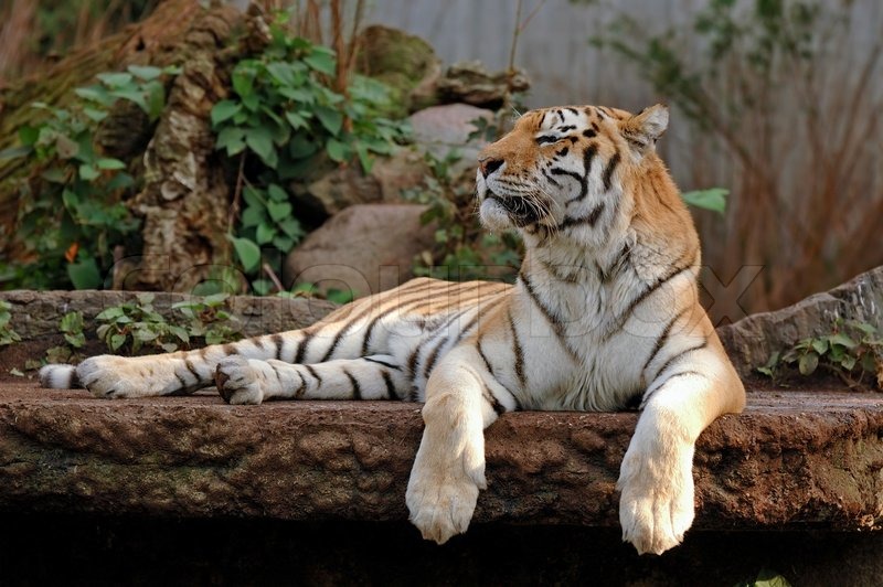 Tiger im Schatten ruhen | Stock Bild | Colourbox