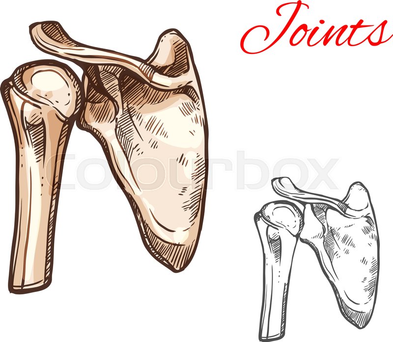 Joint and bone of human shoulder ... | Stock vector | Colourbox