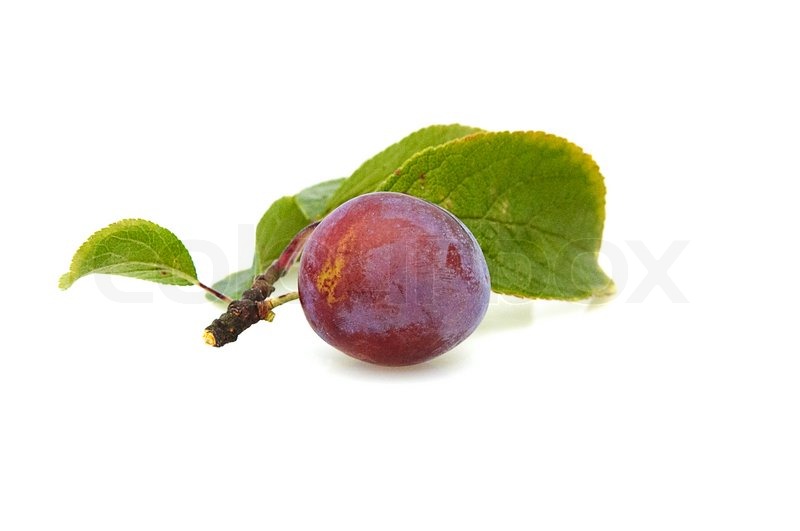 Frische Pflaumen isoliert auf weißem ... | Stock Bild | Colourbox