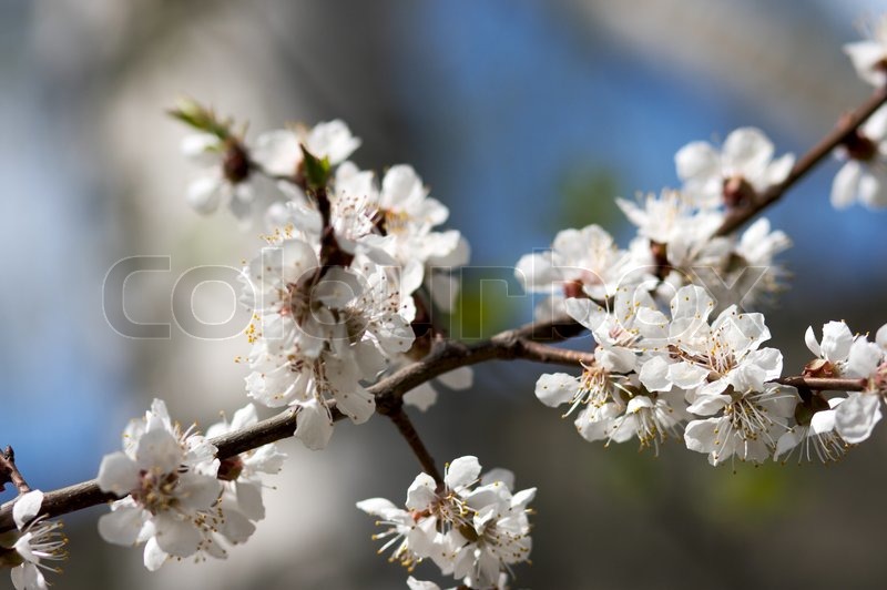 Blossoming twig of cherry-tree | Stock image | Colourbox