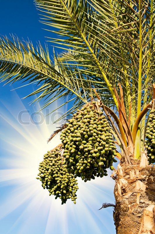 Dattelpalme mit Bündeln von Daten | Stock Bild | Colourbox