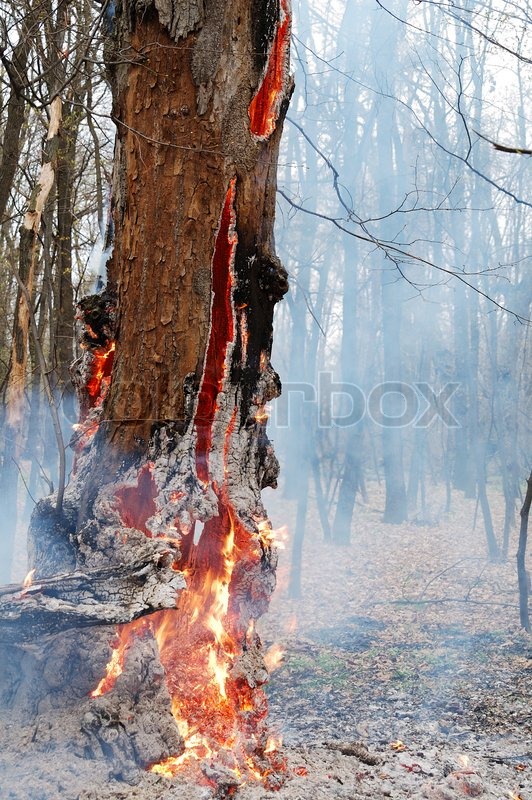 Burning Tree in fire and smoke | Stock image | Colourbox