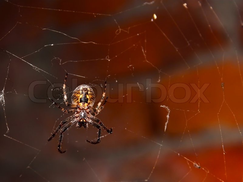 Big spider hanging on a web against ... | Stock image | Colourbox