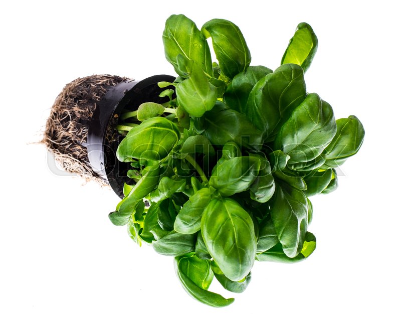 Fresh green basil in plastic container ... | Stock Photo | Colourbox
