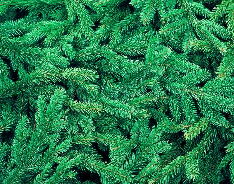 Fir tree background close up for ... | Stock image | Colourbox