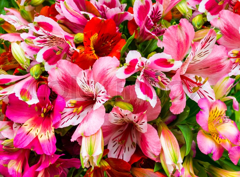 Bouquet of flowers. Alstroemeria. ... | Stock image | Colourbox