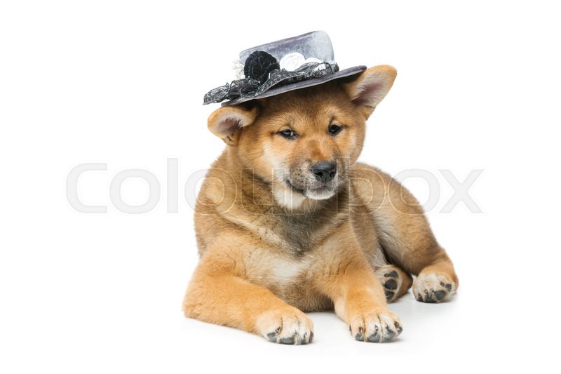 Grey Shiba Inu Puppies