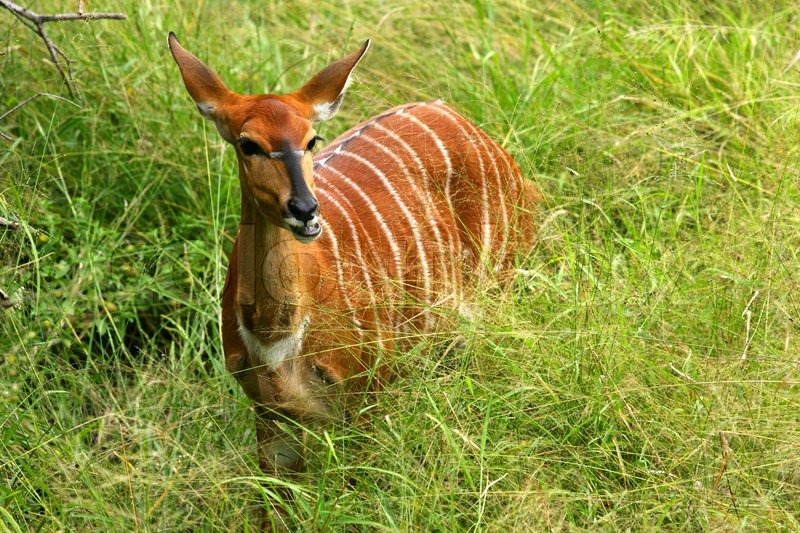 Female Nyala | Stock image | Colourbox