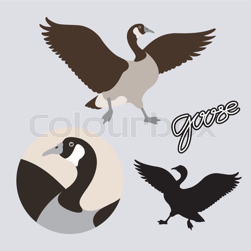 Canadian goose vector illustration ... | Stock vector | Colourbox