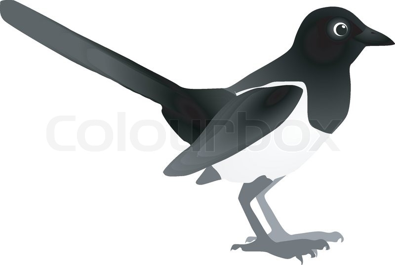Vector Bild der Elster | Stock-Vektor | Colourbox