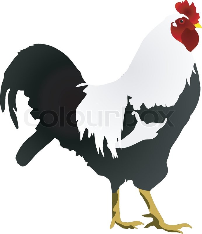 Vektor-Bild eines Hahns | Stock-Vektor | Colourbox
