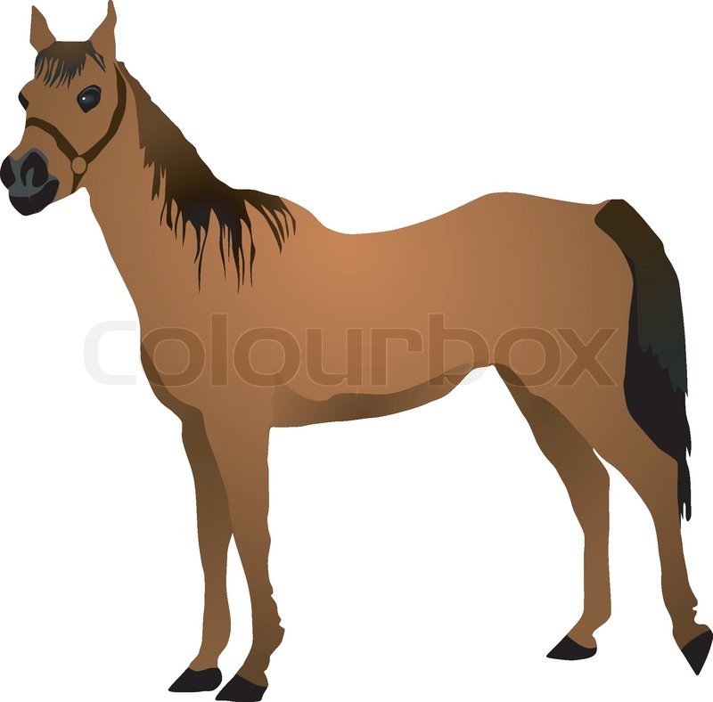 Vektor billede af en hest | Stock vektor | Colourbox