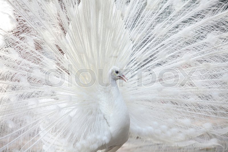 Beautiful White Peacocks