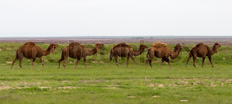 Camel in the pasture in the spring . | Stock image | Colourbox