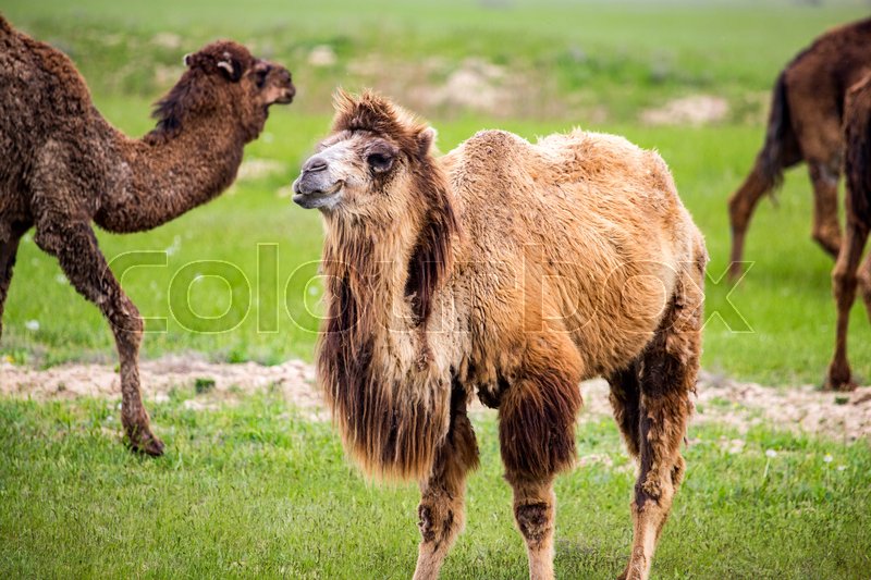 Portrait of camel on nature in spring . | Stock image | Colourbox