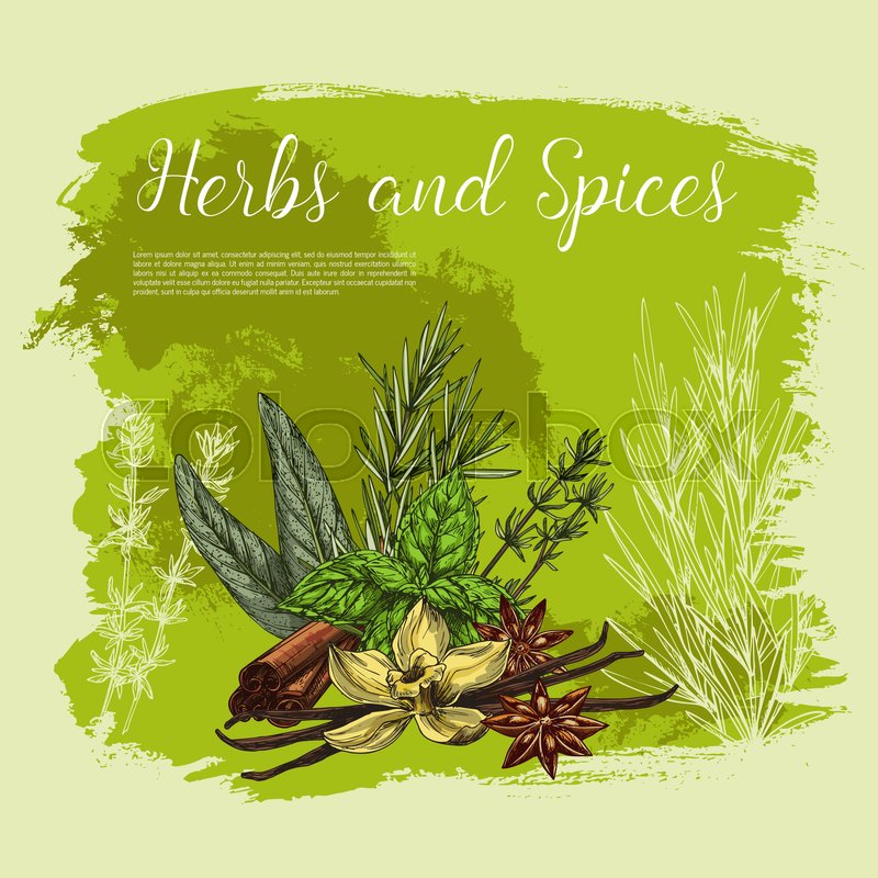 Herbs and spices vector poster. ... | Stock vector | Colourbox