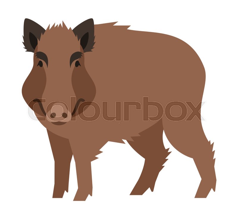 Feral Pig Cartoon