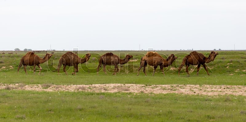Camel in the pasture in the spring . | Stock image | Colourbox