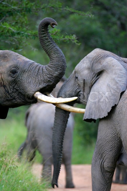 African Elephant | Stock image | Colourbox