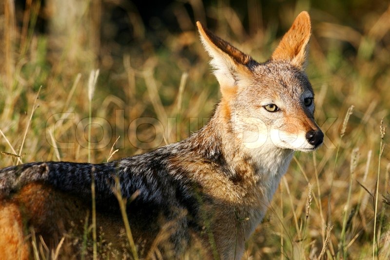 African Jackal | Stock image | Colourbox