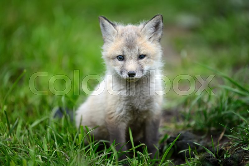 Silver Fox Kits