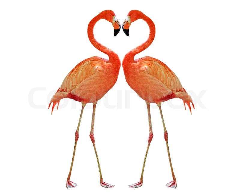 Two pink flamingo making heart with ... | Stock image | Colourbox