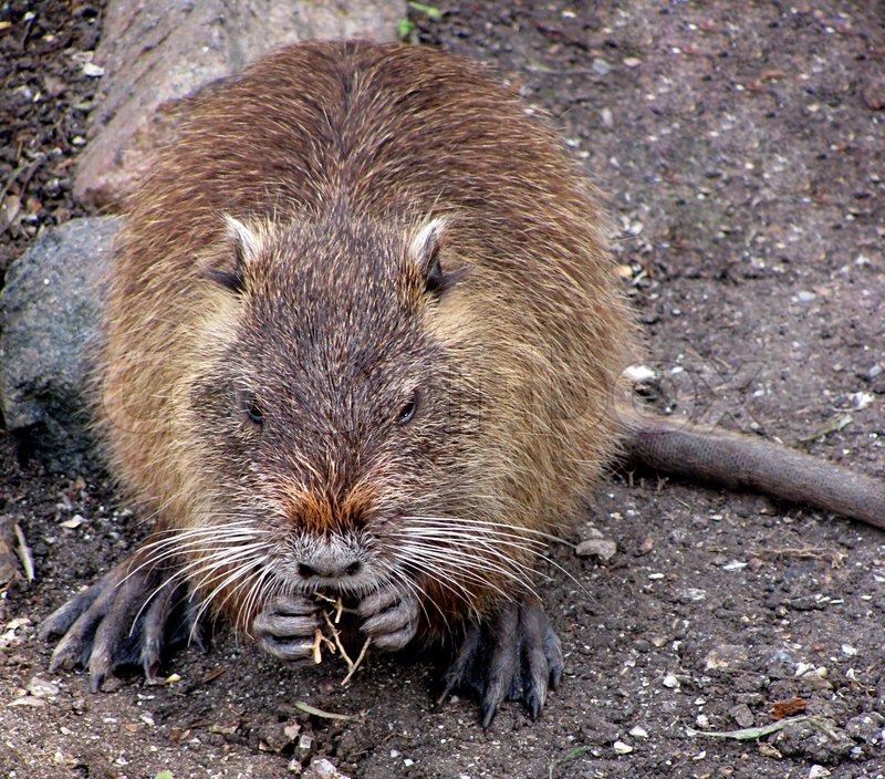Nutria eating some food | Stock image | Colourbox