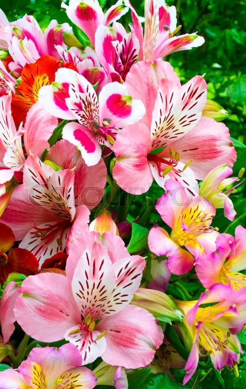 Alstroemeria Flower Arrangements