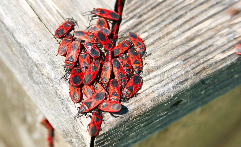 Red and black beatles on wood | Stock image | Colourbox