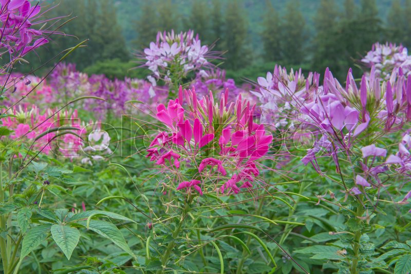 Cleome Hassleriana