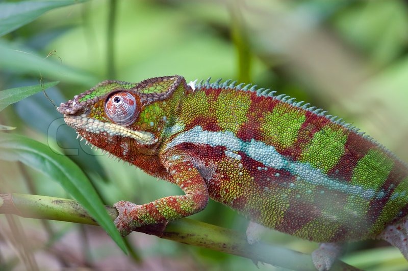Giant Madagascar chameleon on the tree | Stock Photo | Colourbox