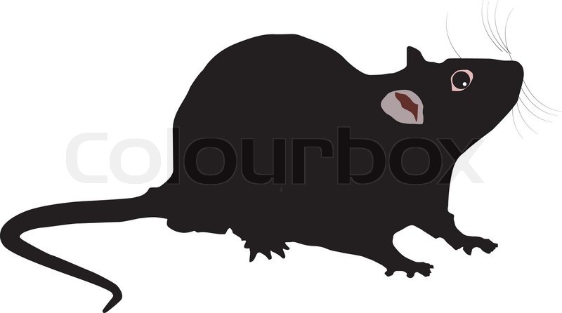 Rat | Stock vector | Colourbox