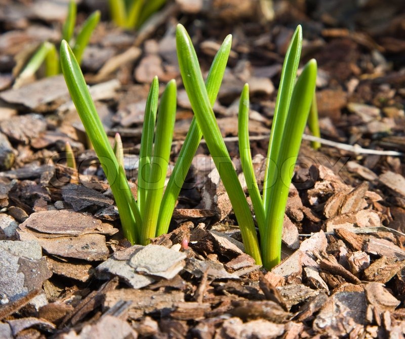 Grüne Sprossen von Blumen in den Beginn ... | Stock Bild | Colourbox