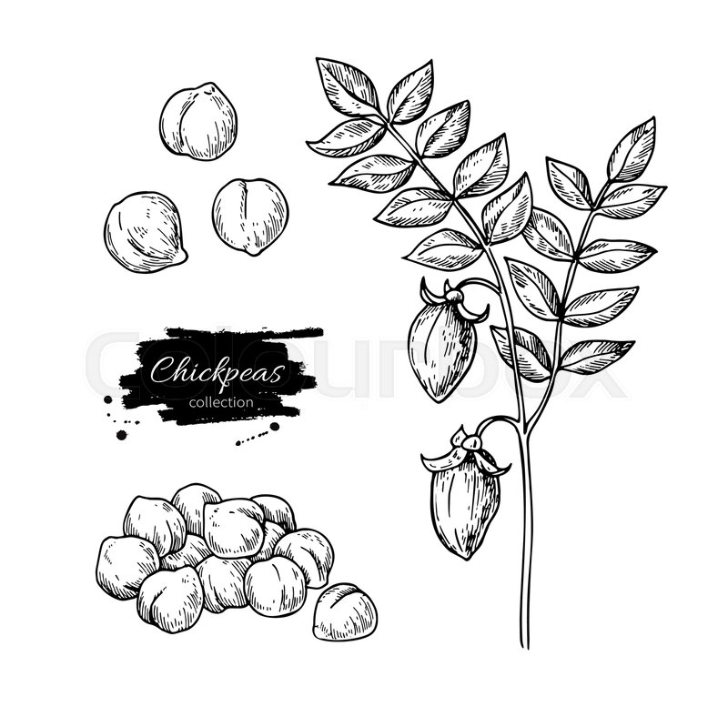 Chickpeas hand drawn vector ... | Stock vector | Colourbox