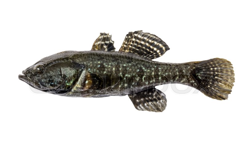 Freshwater Predatory Fish