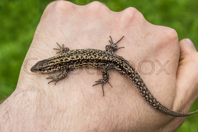 Lizard in hands of the person, small ... | Stock image | Colourbox