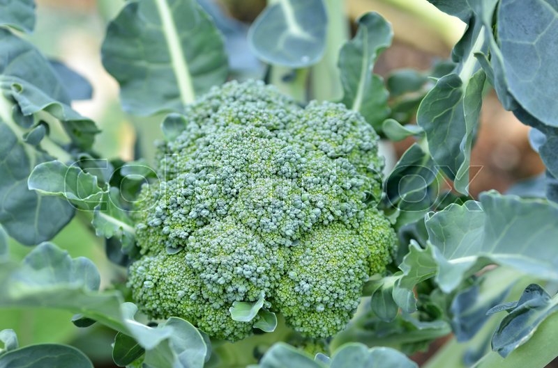 Raw broccoli in the farm with green ... | Stock image | Colourbox