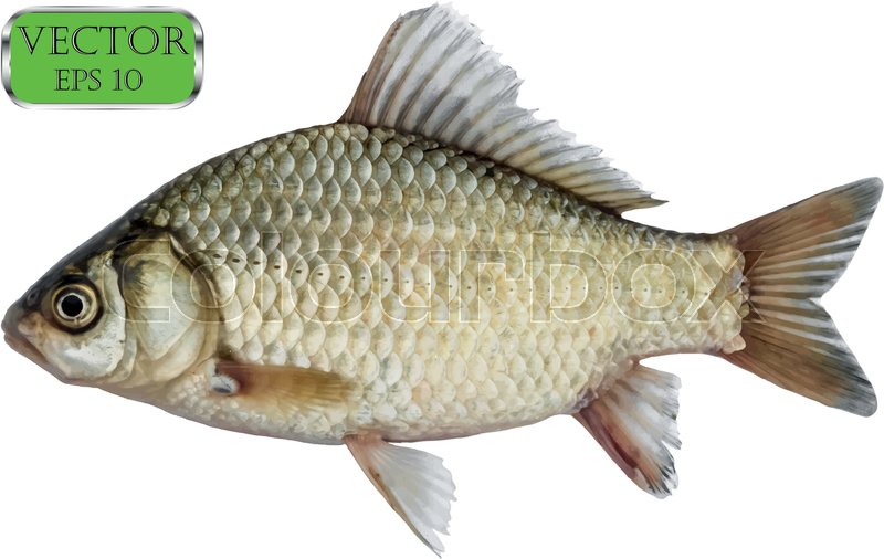 Fresh raw fish isolated on white ... | Stock vector | Colourbox