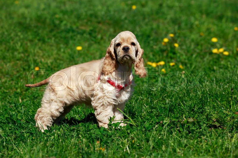 Purebred American Cocker Spaniel Puppy